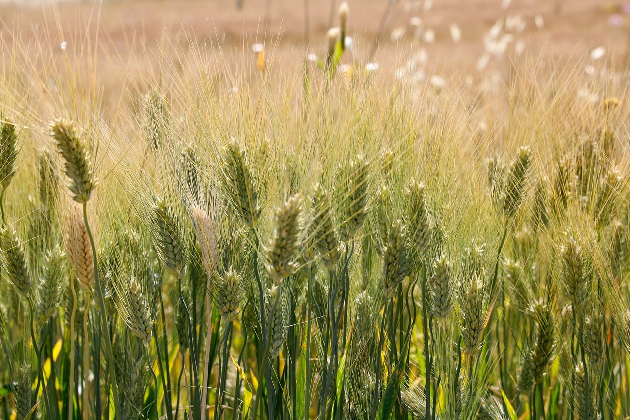 Uncovering Hidden Gluten: 10 Surprising Products to Watch Out For | Fig App